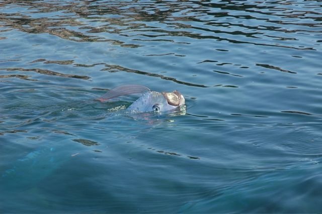 Oarfish: The longest fish in the world | Amusing Planet